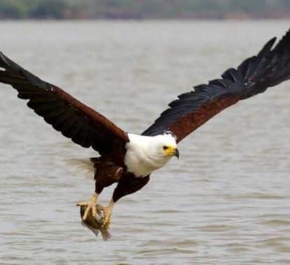 Significance of Animals in Mythology Around the Globe