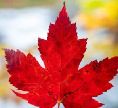 20 Most Iconic Symbols in Different Cultures - GoBookMart