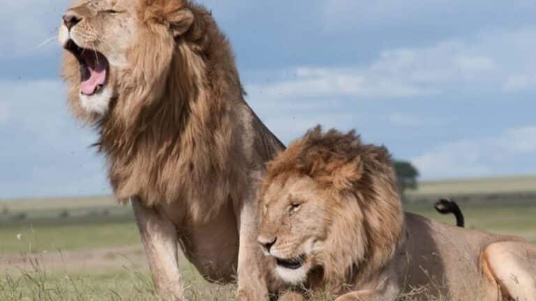 Significance of Animals in Mythology Around the Globe