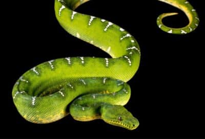 Significance of Animals in Mythology Around the Globe