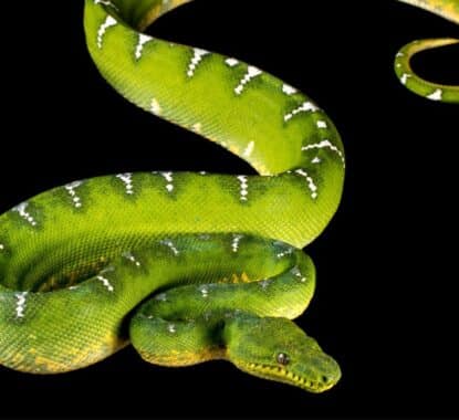 Significance of Animals in Mythology Around the Globe