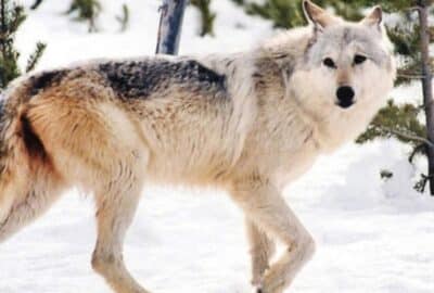 Significance of Animals in Mythology Around the Globe