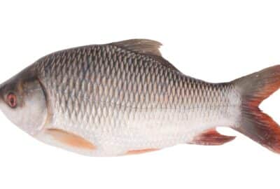 Significance of Animals in Mythology Around the Globe