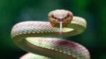 10 Famous Mythological Snakes from Around the World