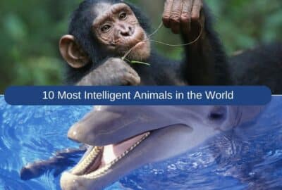10 Most Intelligent Animals in the World - GoBookMart