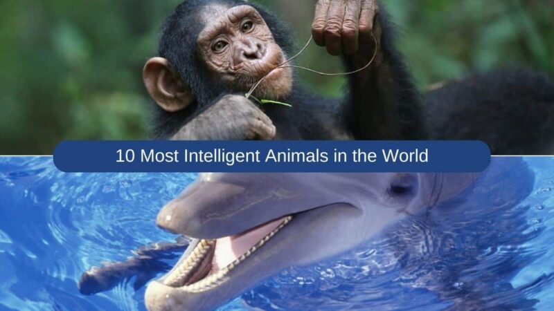 10 Most Intelligent Animals in the World - Gobookmart