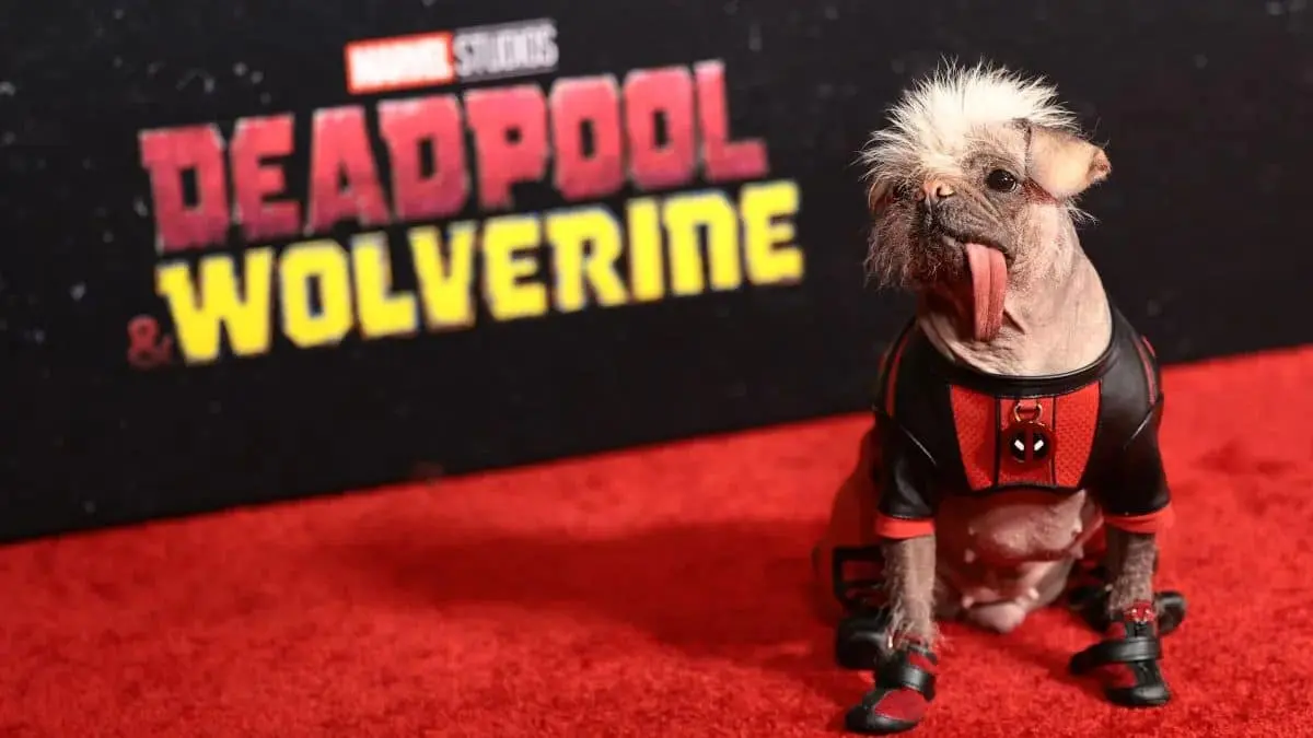 Dogpool: From 'Britain's Ugliest Dog' to the Spotlight in 'Deadpool ...